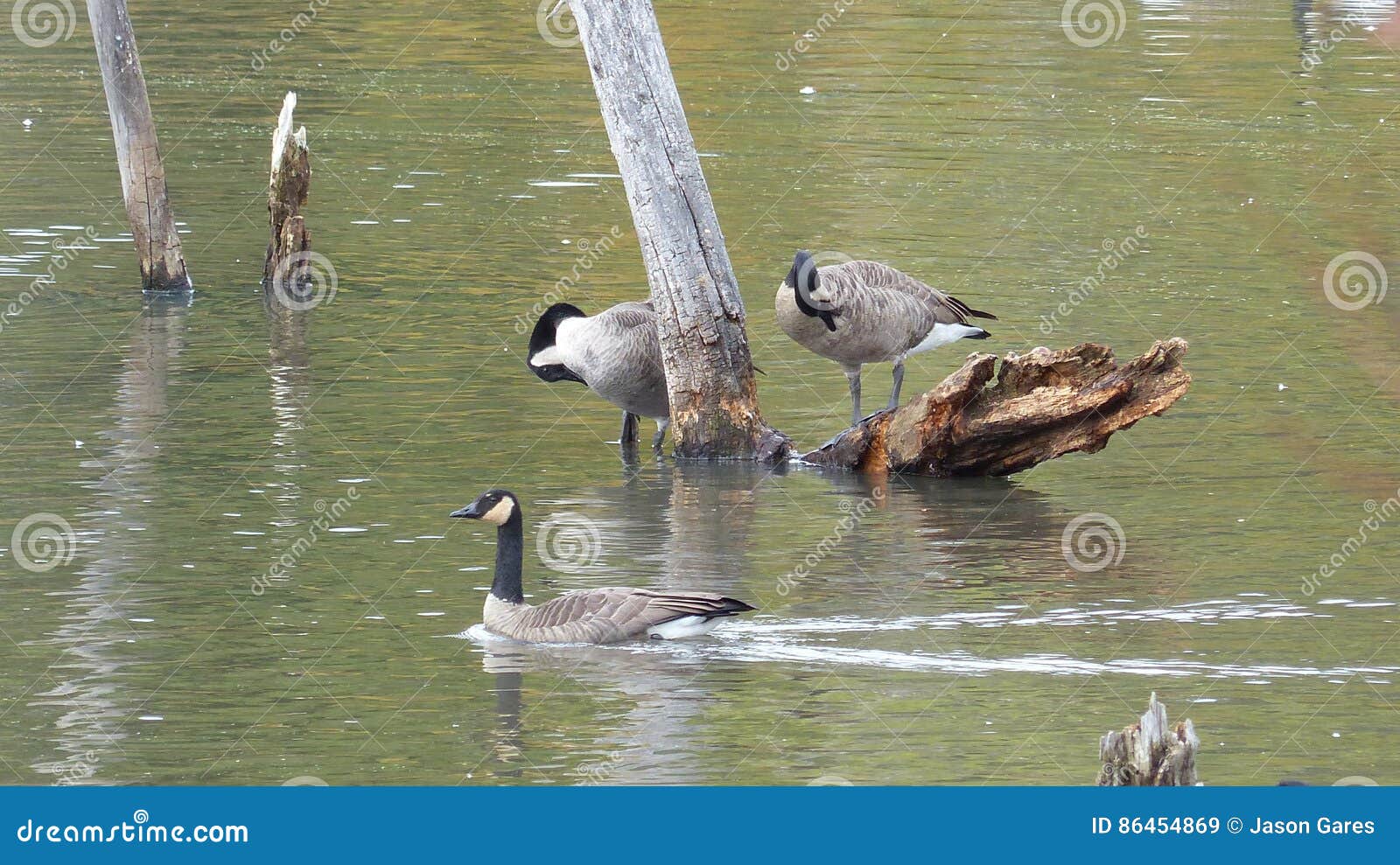 A Goose Swims by stock image. Image of leaves, farmland - 86454869