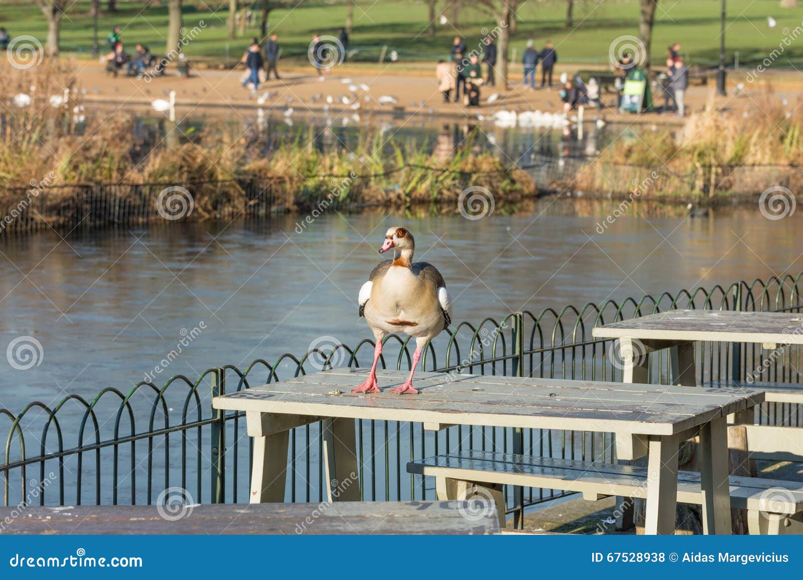 Goose on the table stock photo. Image of hyde, summer - 67528938