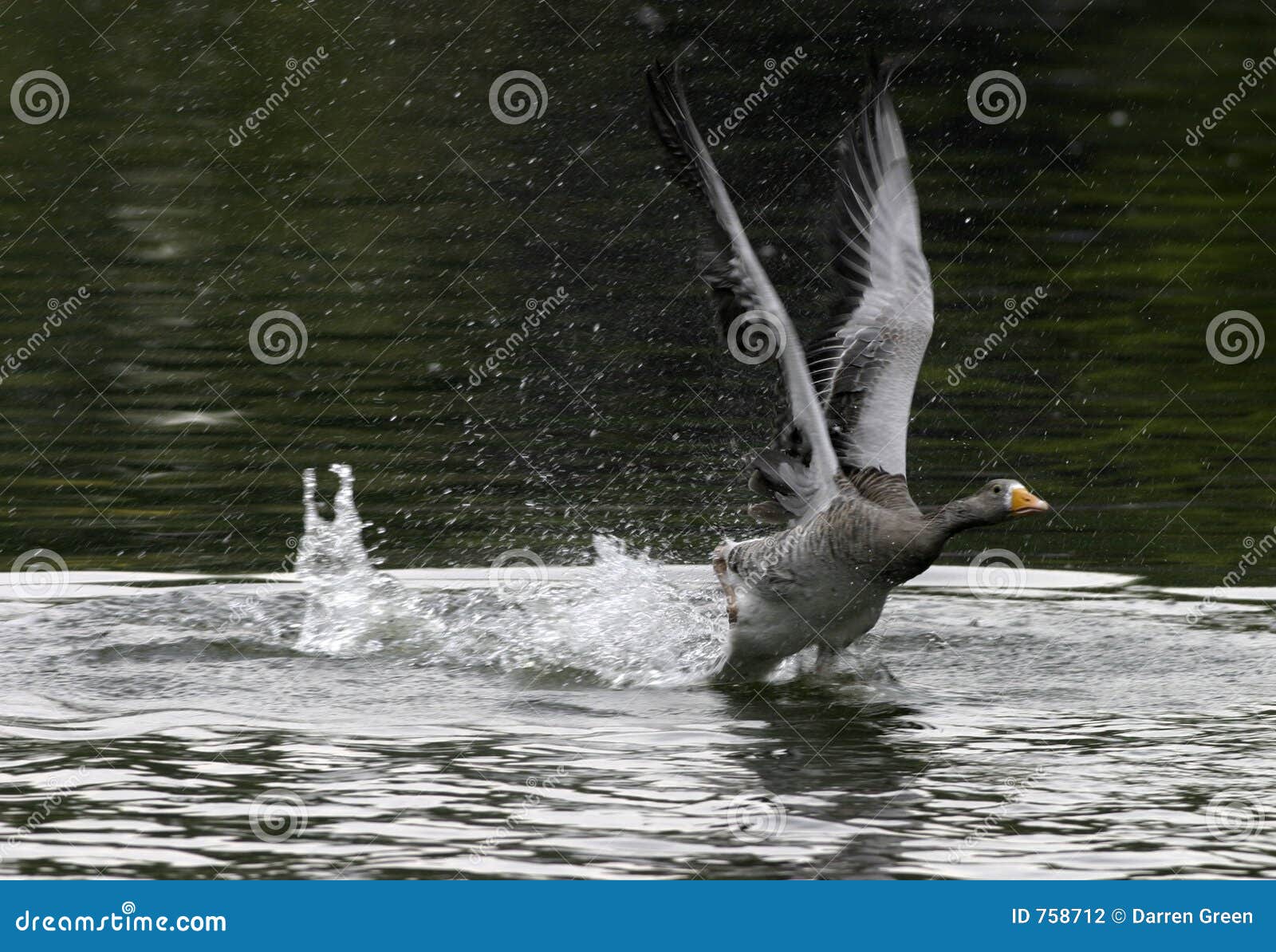 Goose on take off stock photo. Image of fabalis, natural - 758712