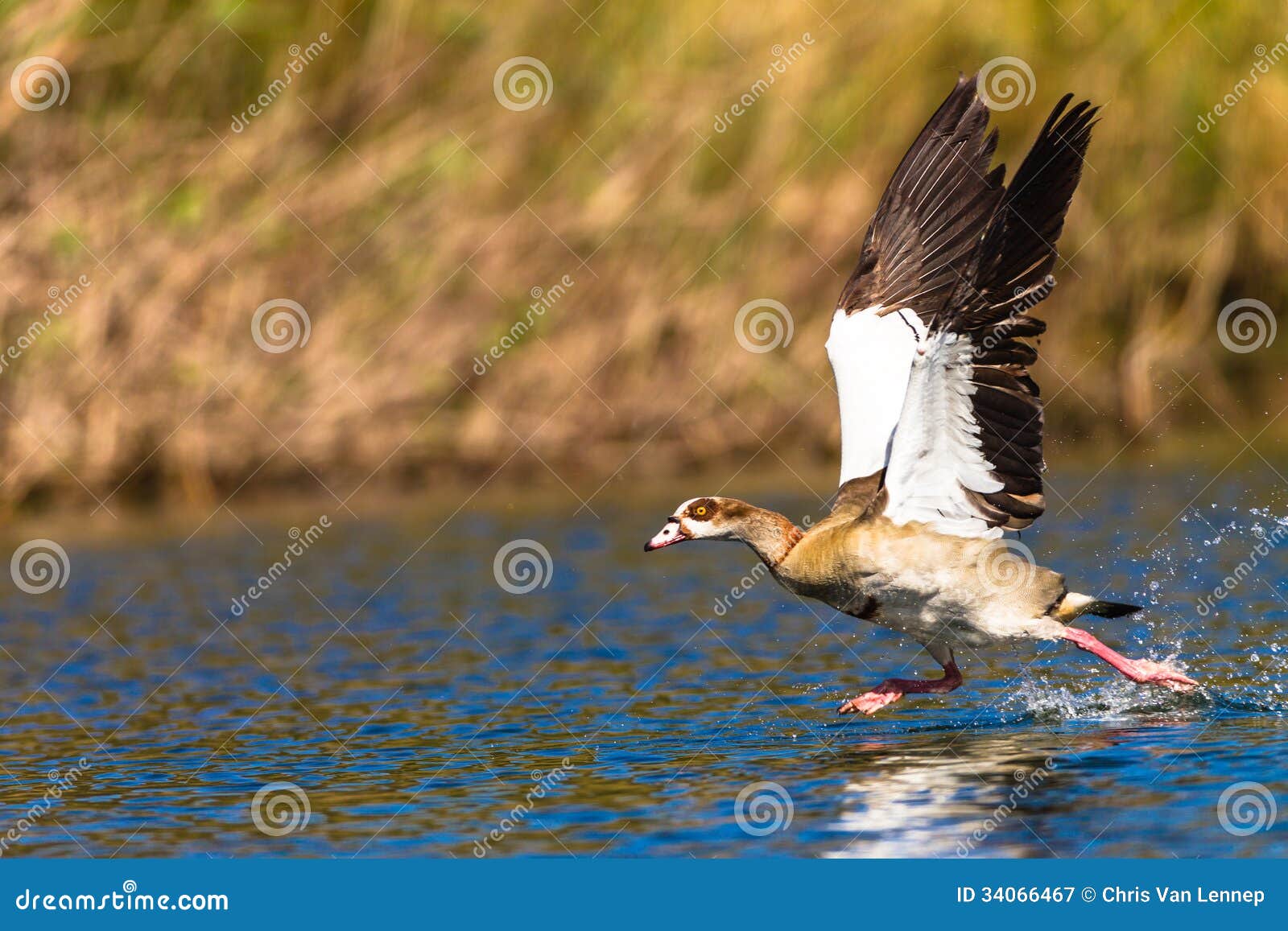 Goose Take-off Run Water stock image. Image of water - 34066467