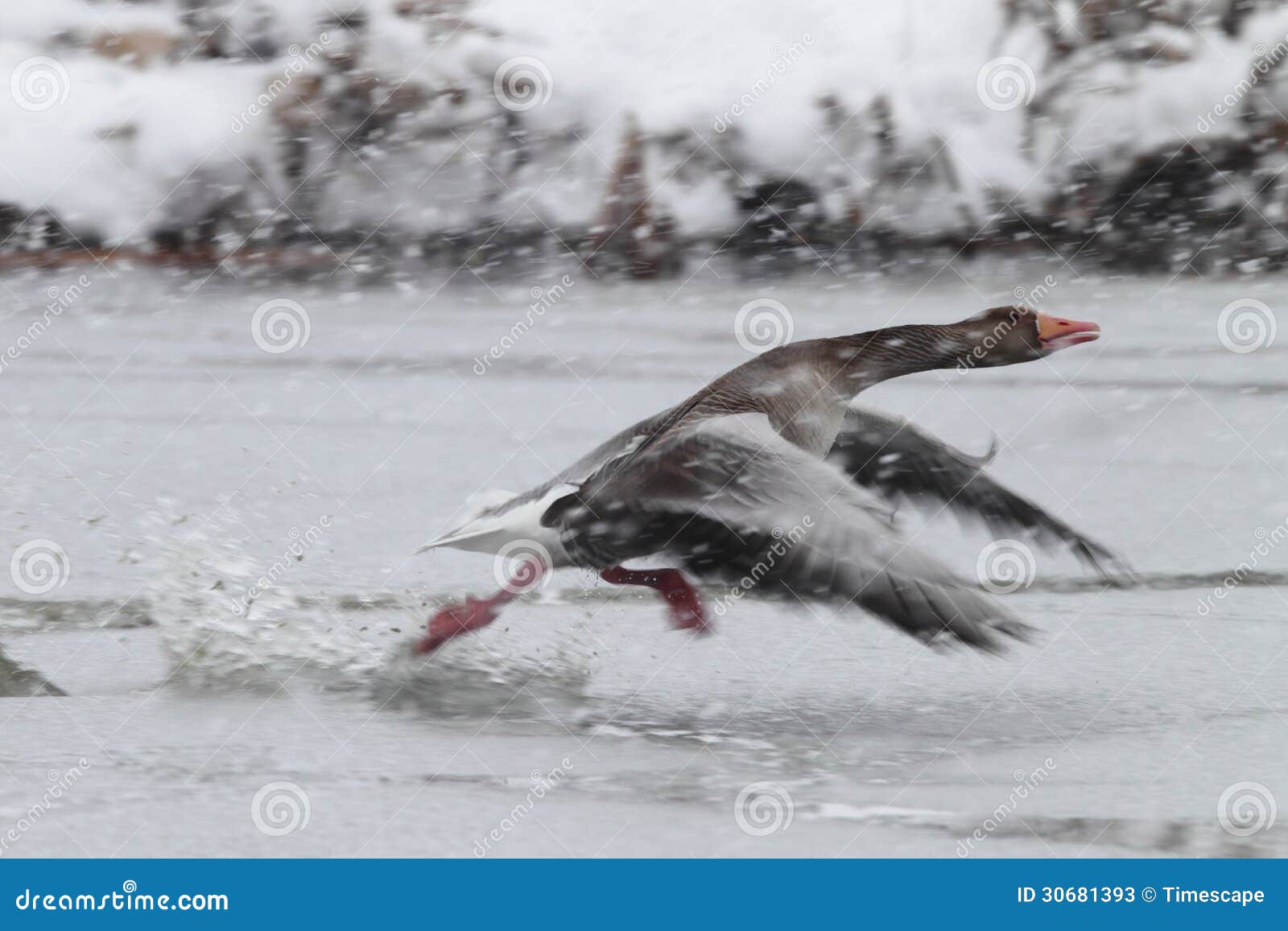Goose Take Off stock image. Image of bird, wings, takeoff - 30681393