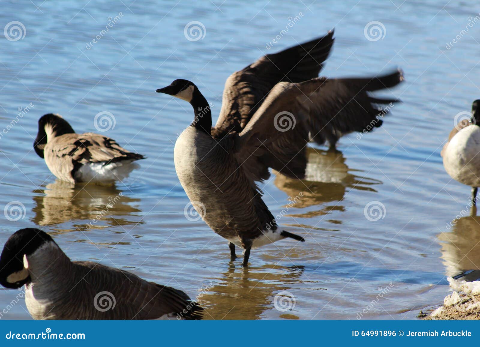 Goose Taking Flight stock photo. Image of winter, wings - 64991896