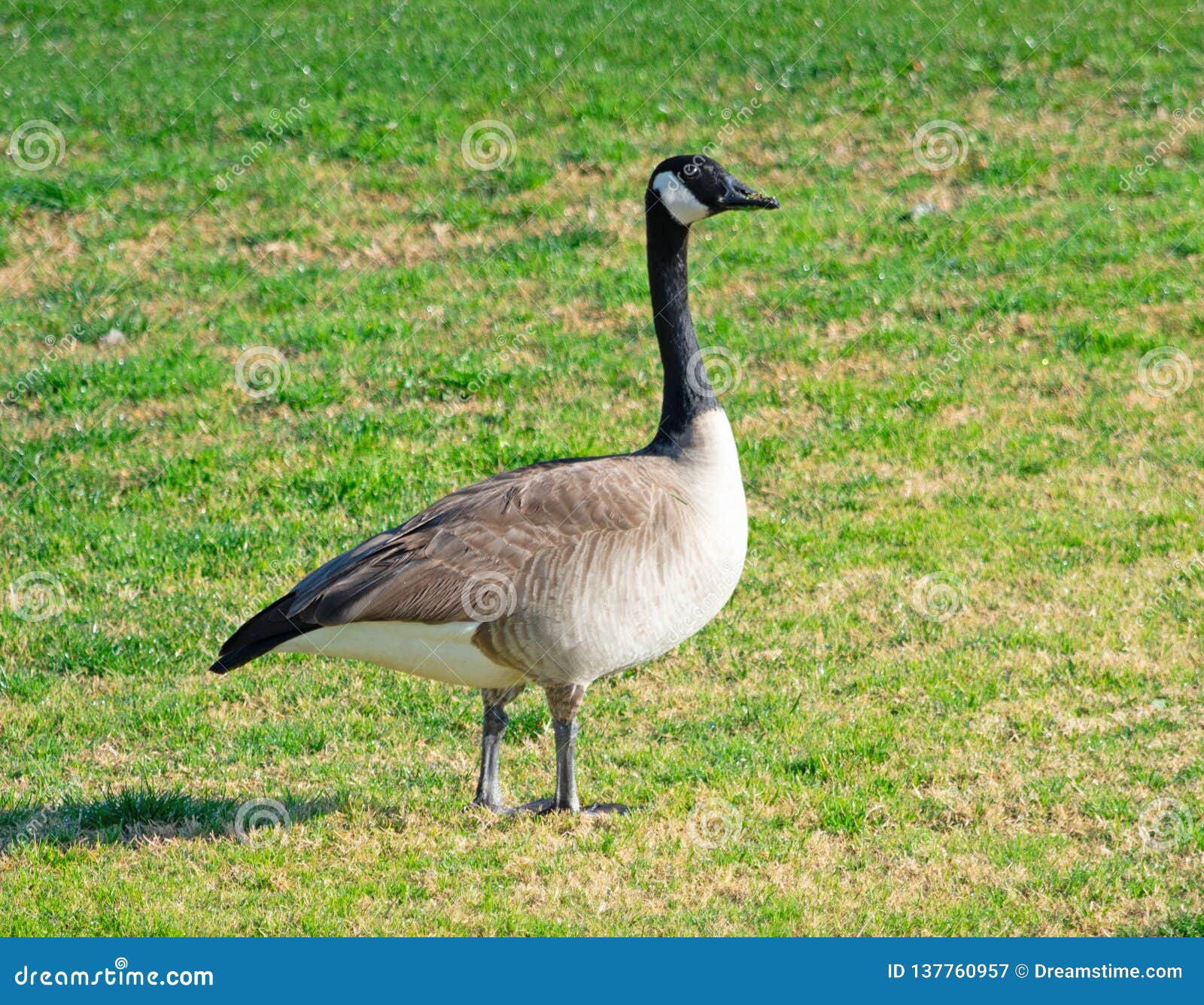 Goose Taking a Walk on the Grass of a Golf Course Stock Image - Image ...