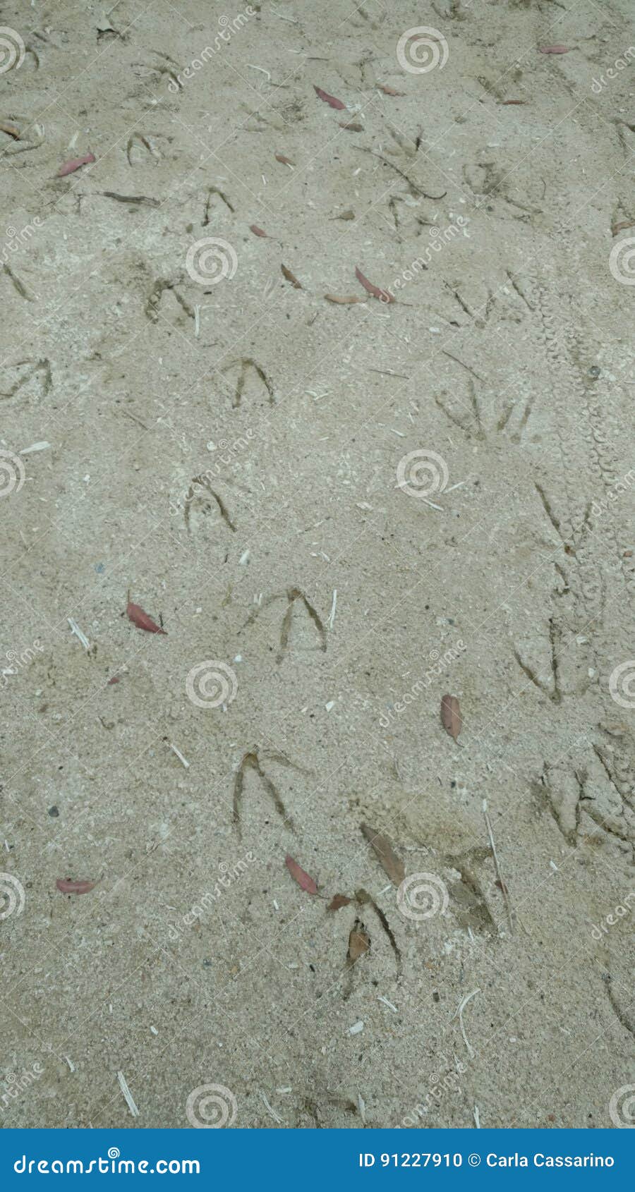 Goose tracks stock photo. Image of tracks, footprint - 91227910