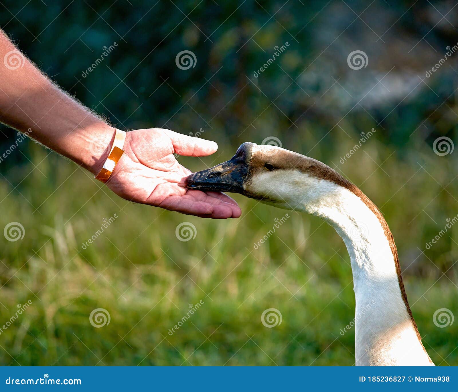 A Goose Tries To Bite the Hand. Stock Image - Image of duck, bite ...