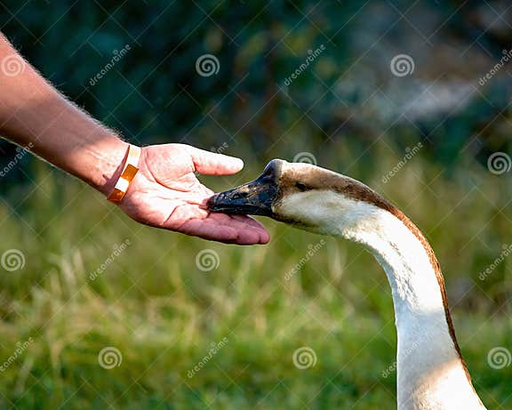 A Goose Tries To Bite the Hand. Stock Image - Image of duck, bite ...