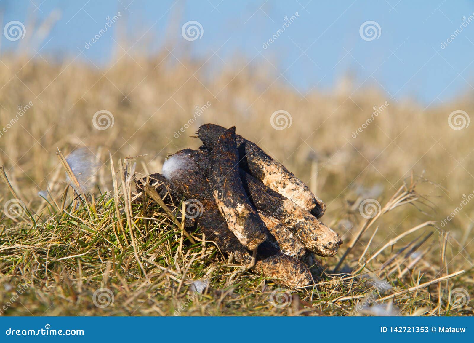 Goose turd stock image. Image of dung, scat, pile, bird - 142721353