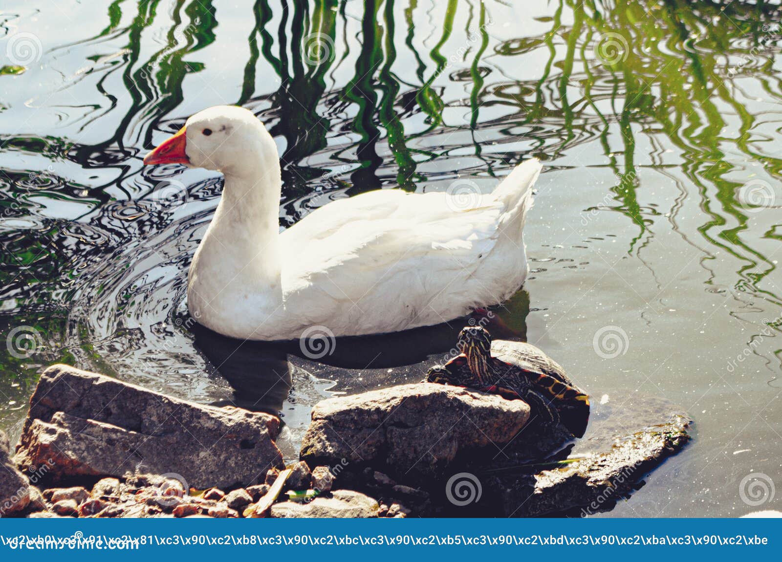 Goose and turtle stock photo. Image of waterfowl, wildlife - 256527328