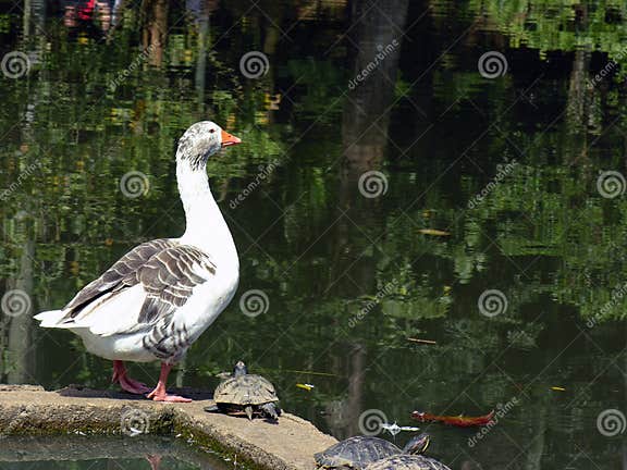 Goose and turtles stock photo. Image of corner, shimura - 667500