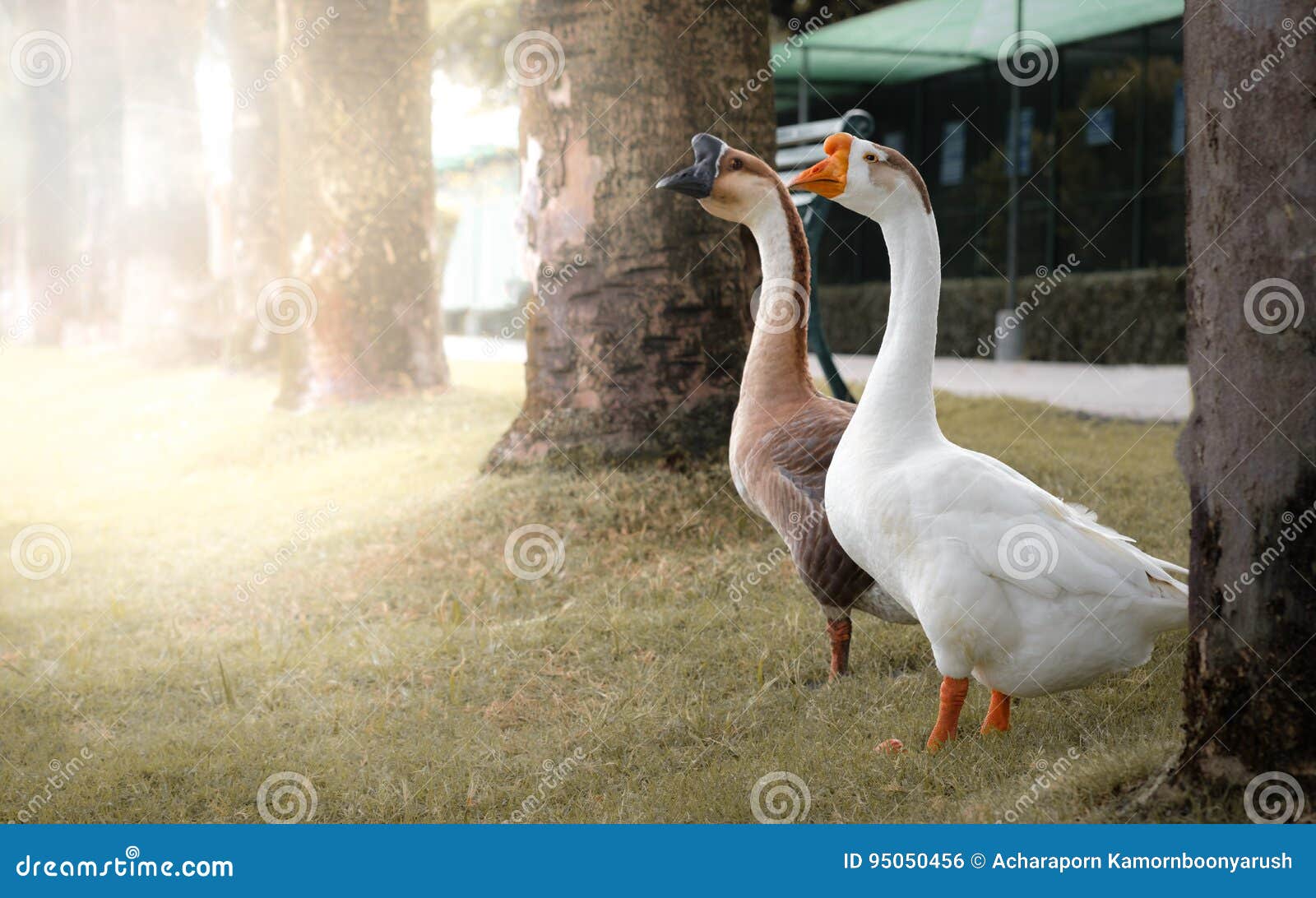 Goose stock photo. Image of stare, lovely, goal, bird - 95050456