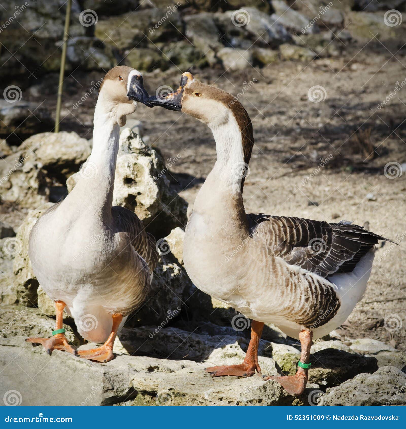 Goose stock image. Image of nature, wildlife, beak, bird - 52351009