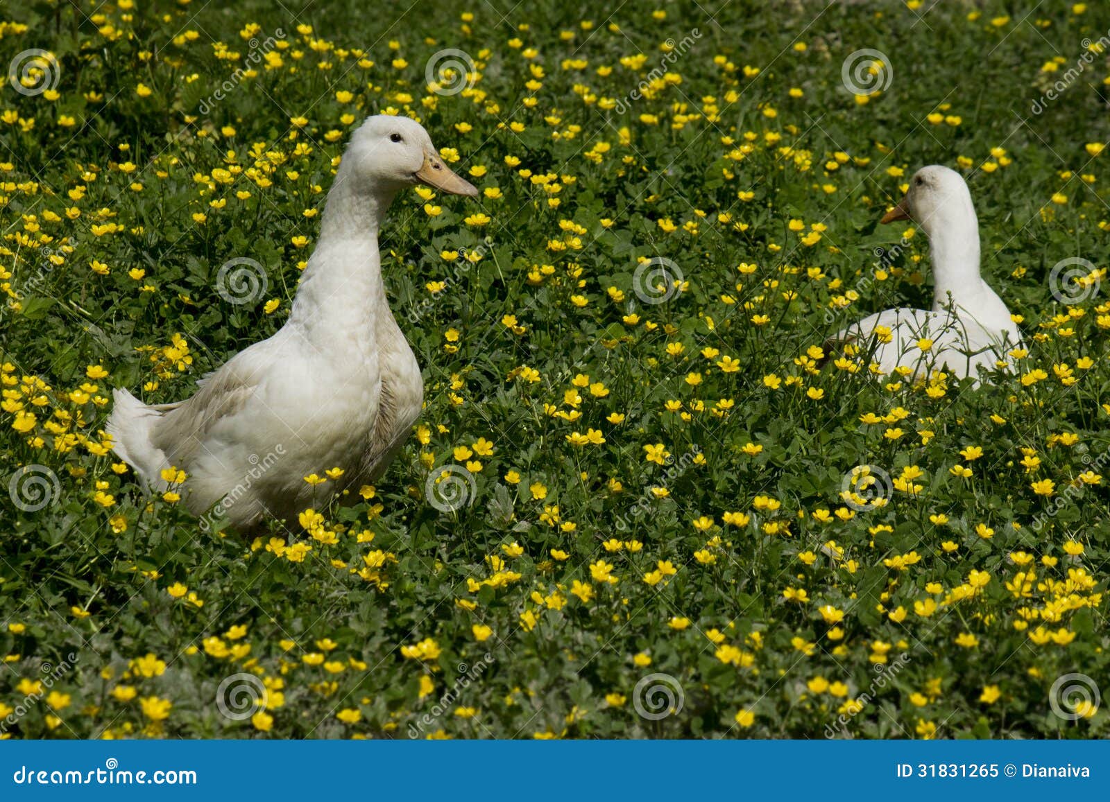 Goose stock image. Image of wildlife, pair, strolling - 31831265