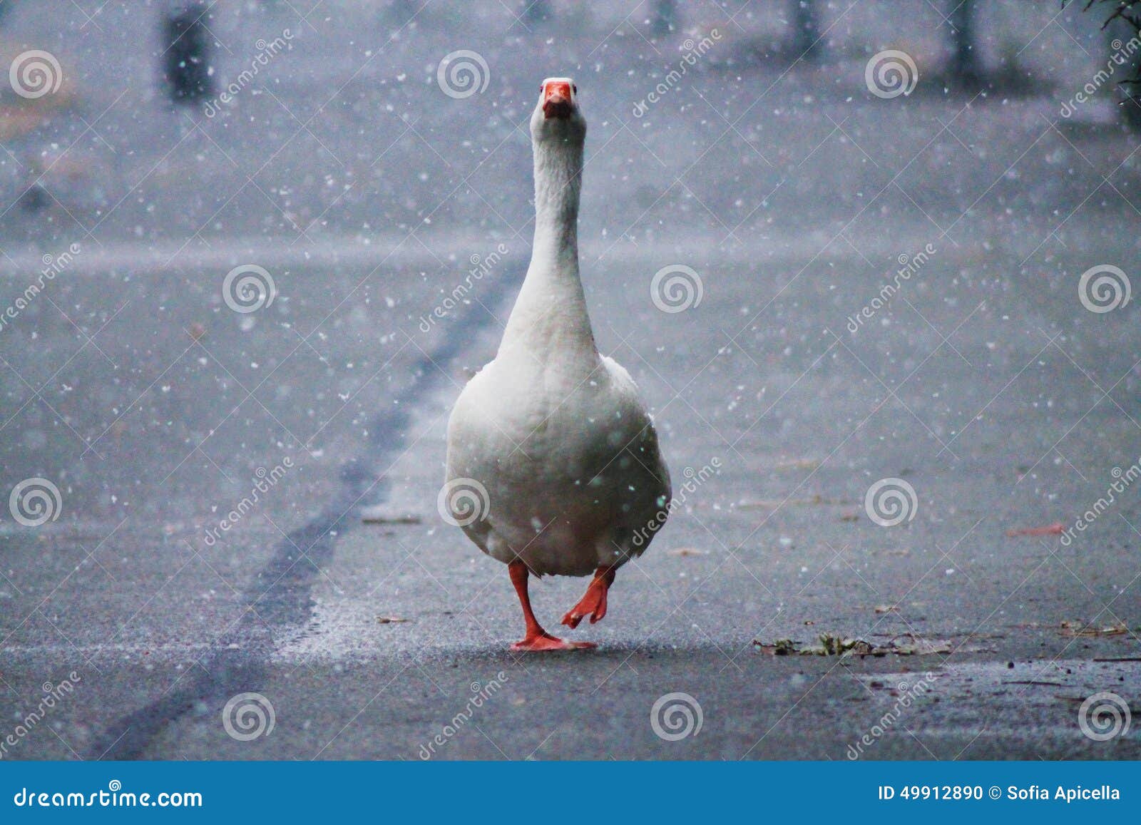 The goose under the snow stock photo. Image of white - 49912890