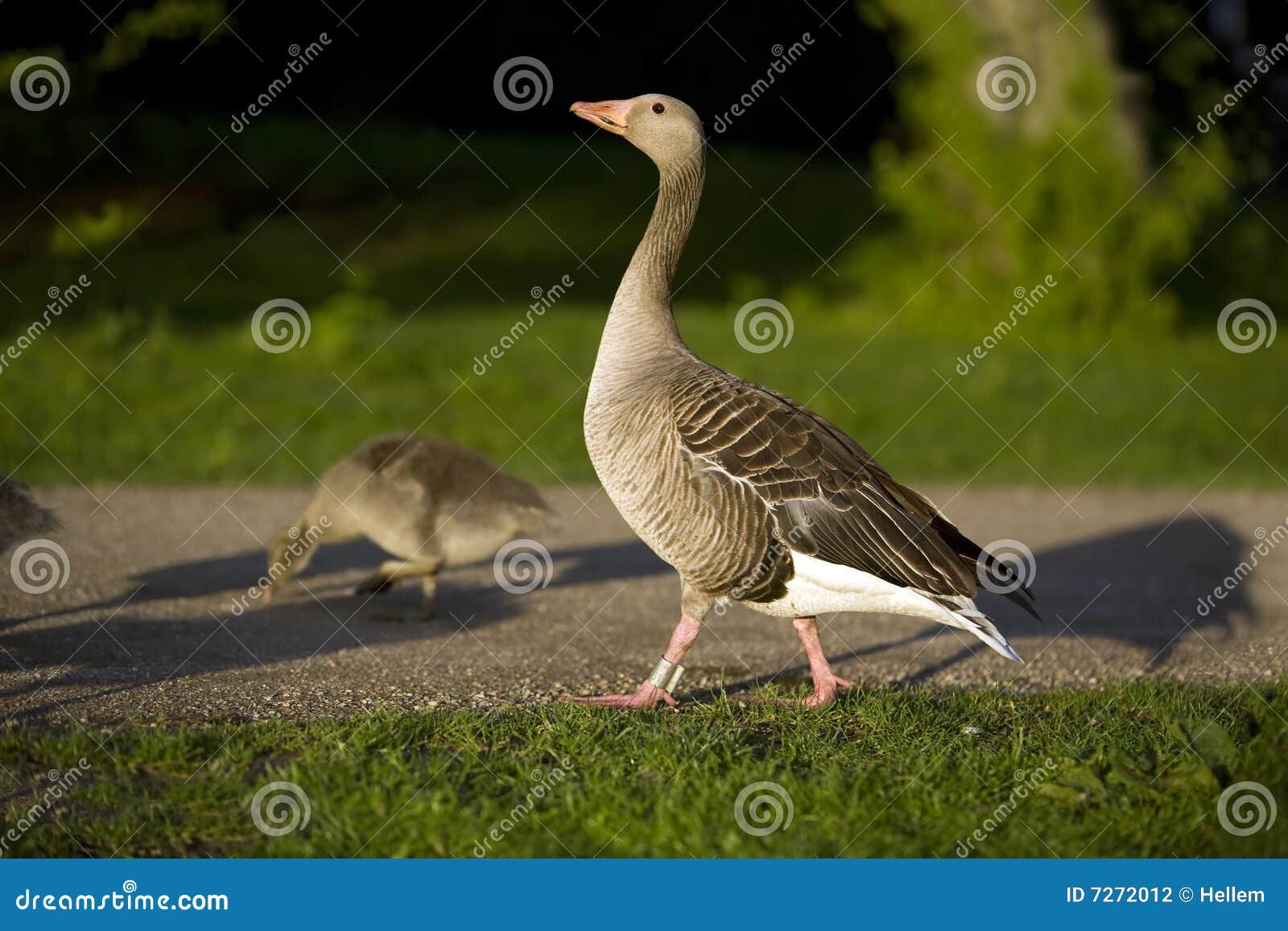 Goose Walking stock photo. Image of looking, innocence - 7272012