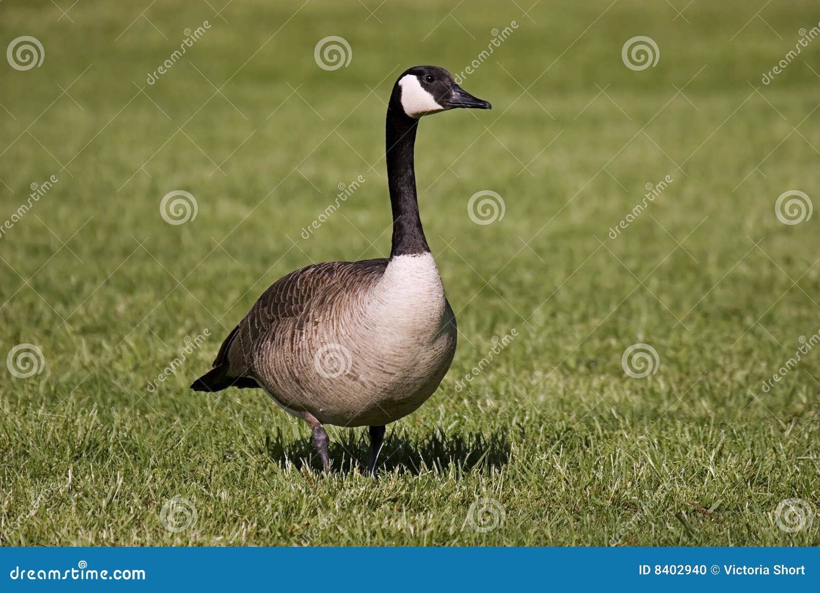 Goose walking stock photo. Image of lawn, brown, beak - 8402940