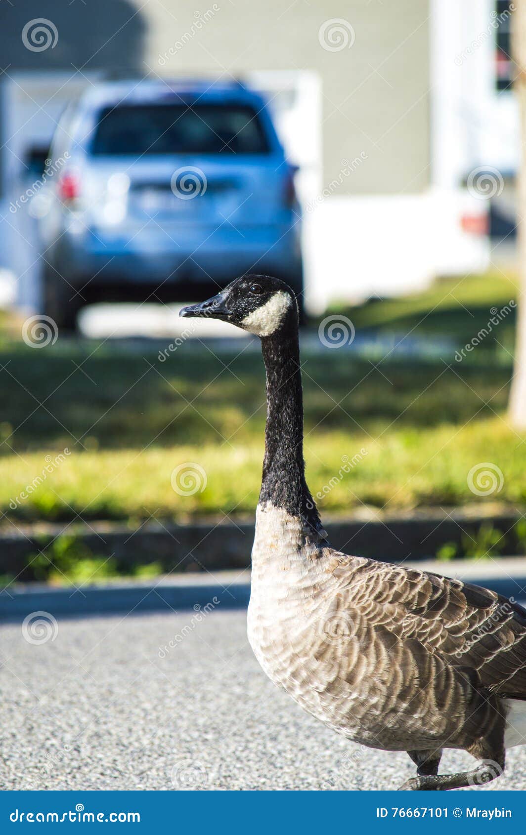 Goose Walking Down the Street Stock Image - Image of flock, nature ...