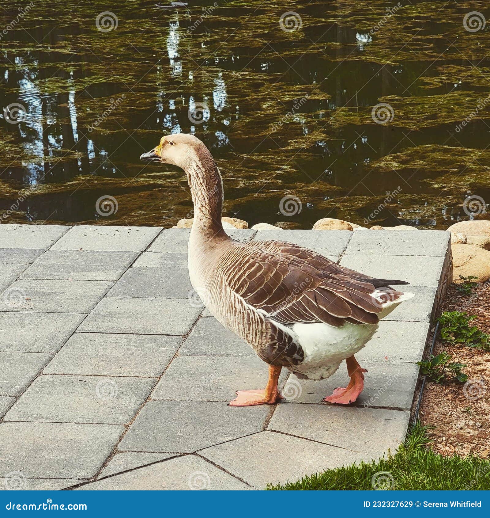 Goose Walking by the Fish Pond Stock Image - Image of fish, walking ...