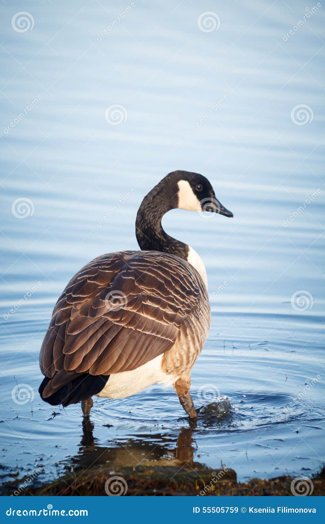 Goose Walking on the Lake in a Park in Helsinki Stock Image - Image of ...