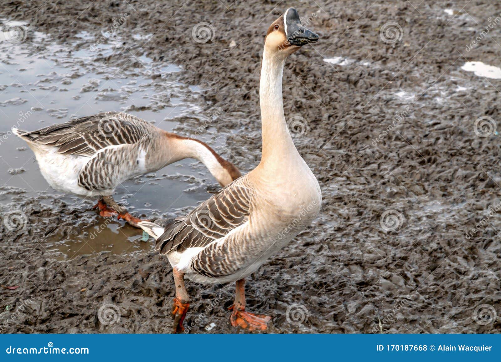 Goose walking in the mud stock photo. Image of white - 170187668