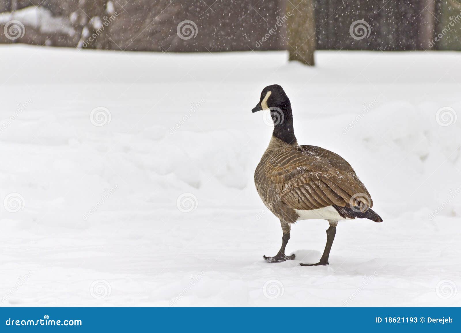 Goose walking in the Snow stock image. Image of bird - 18621193