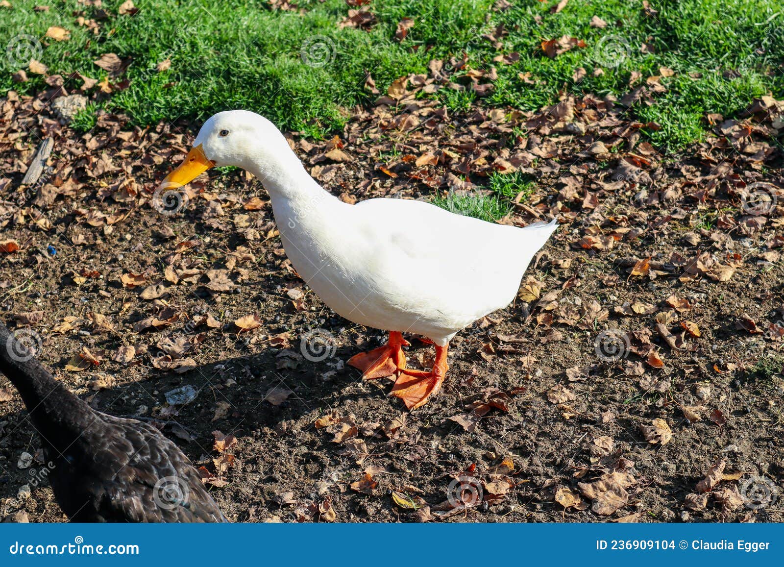 Goose Walking Across the Field Stock Photo - Image of green, grass ...