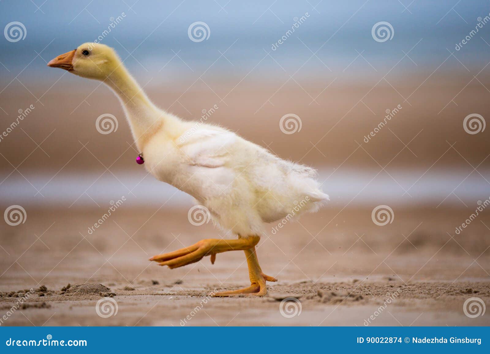 Goose Walks Along the Beach, Hand Goose, Funny Animals Stock Photo ...