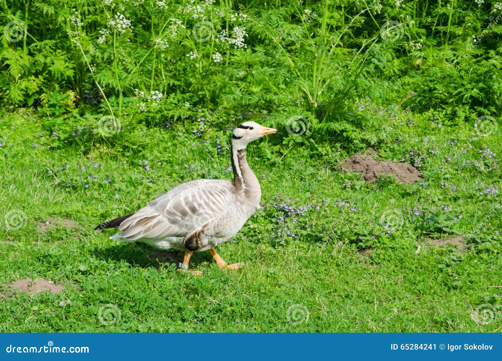 Big Fat Goose On A Lawn Royalty-Free Stock Photo | CartoonDealer.com ...