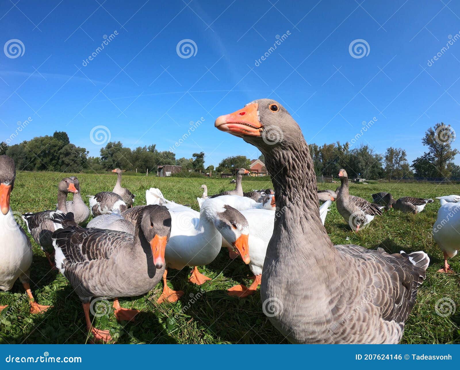 Goose Watching To the Camera Stock Photo - Image of friendly, goose ...