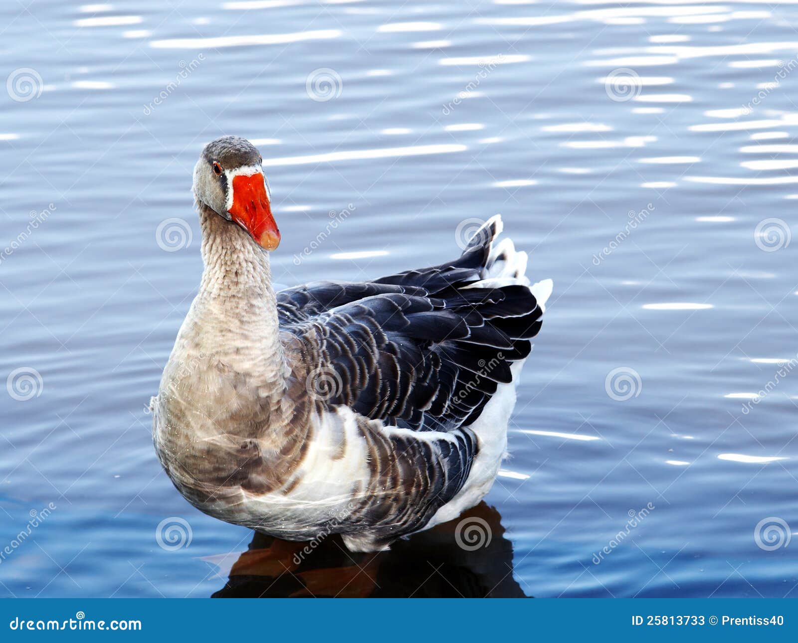 Goose in water stock image. Image of bird, closeup, standing - 25813733