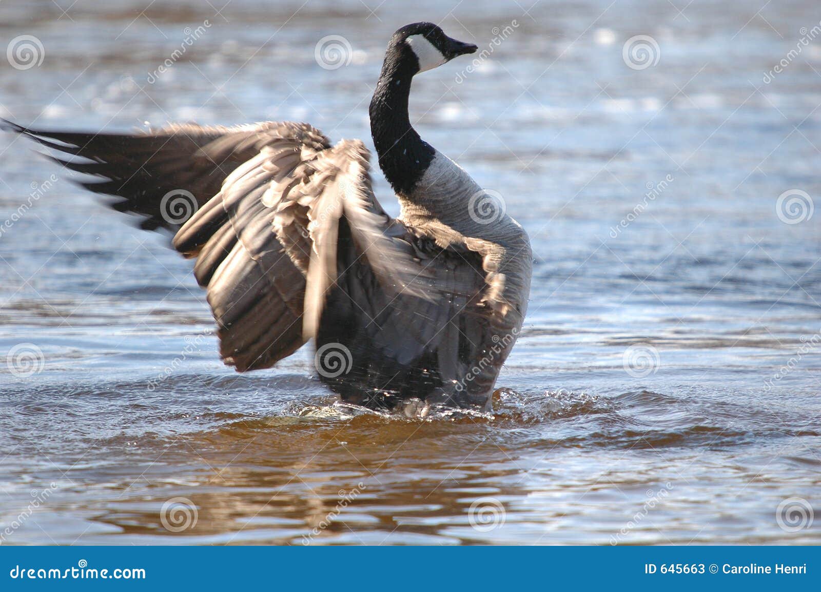 Goose on water stock image. Image of animal, gooses, birds - 645663
