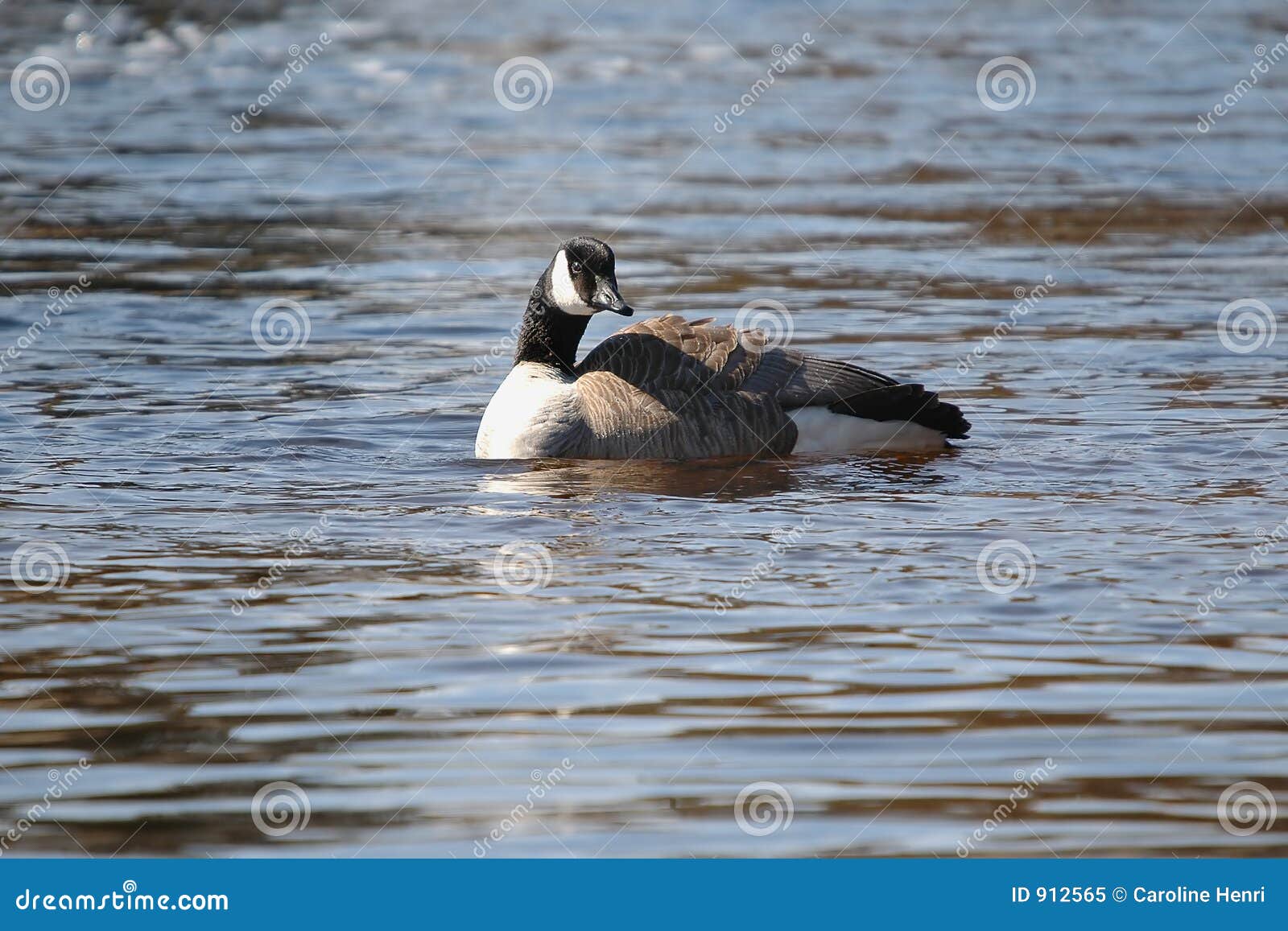 Goose on water 7 stock image. Image of geese, lake, water - 912565