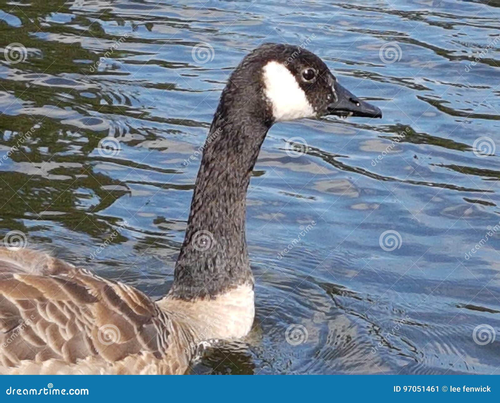 Goose on water stock image. Image of water, geese, nature - 97051461