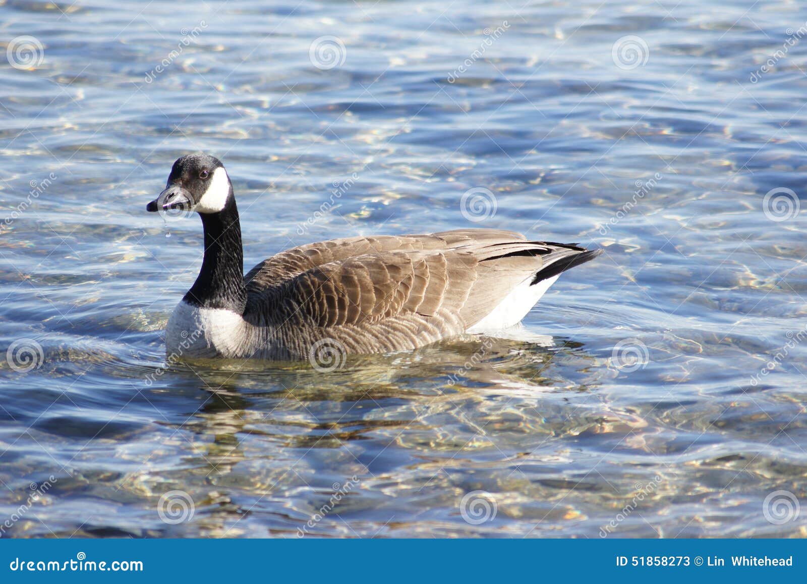 Goose on Water stock image. Image of dripping, lake, summer - 51858273