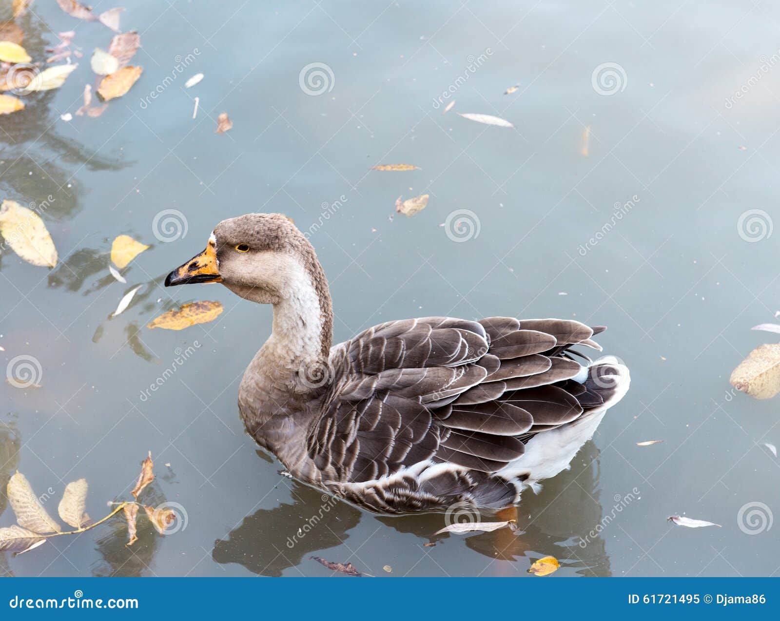 Goose in the water stock image. Image of grey, spring - 61721495