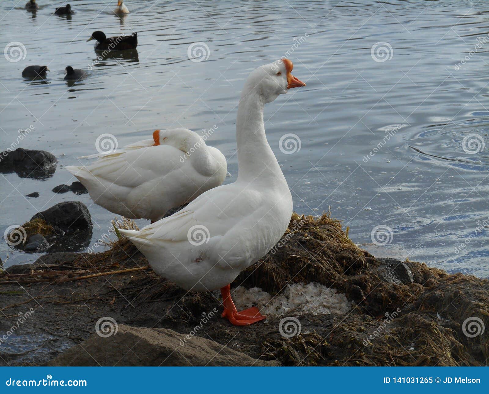 Goose stock image. Image of goose, animals, nature, birds - 141031265