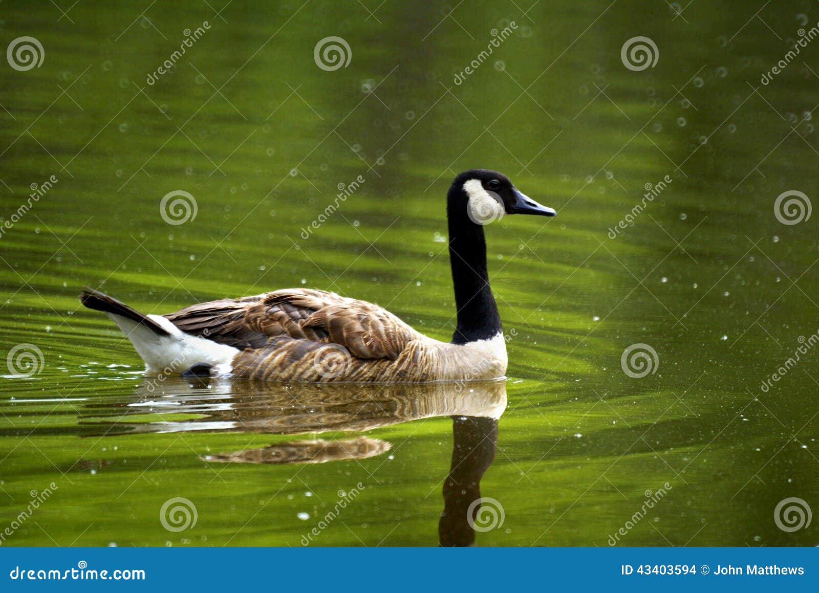 Goose in water stock photo. Image of water, canandian - 43403594