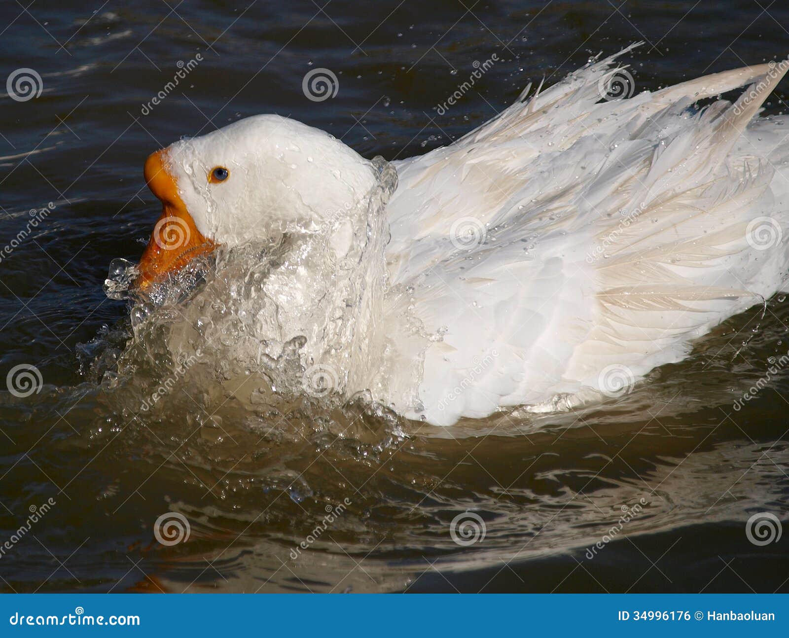 The goose in the water stock photo. Image of water, animals - 34996176