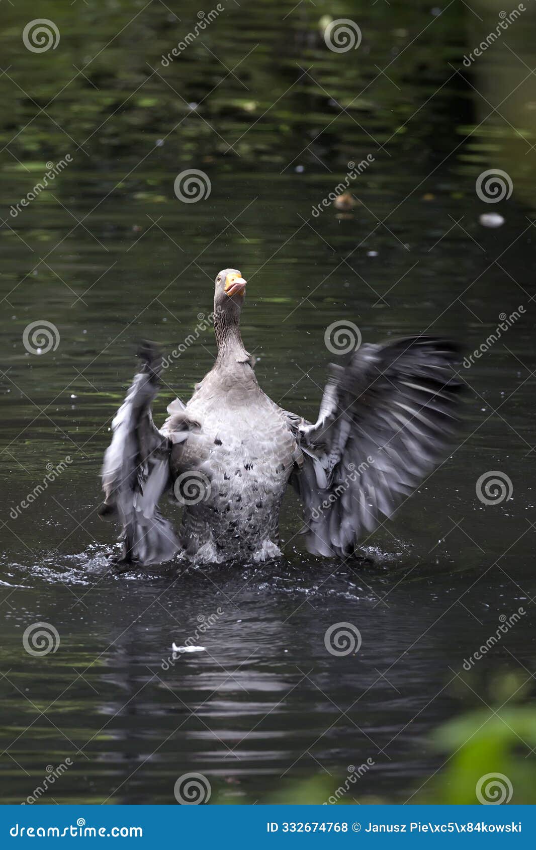 Goose in the water stock photo. Image of river, nature - 332674768