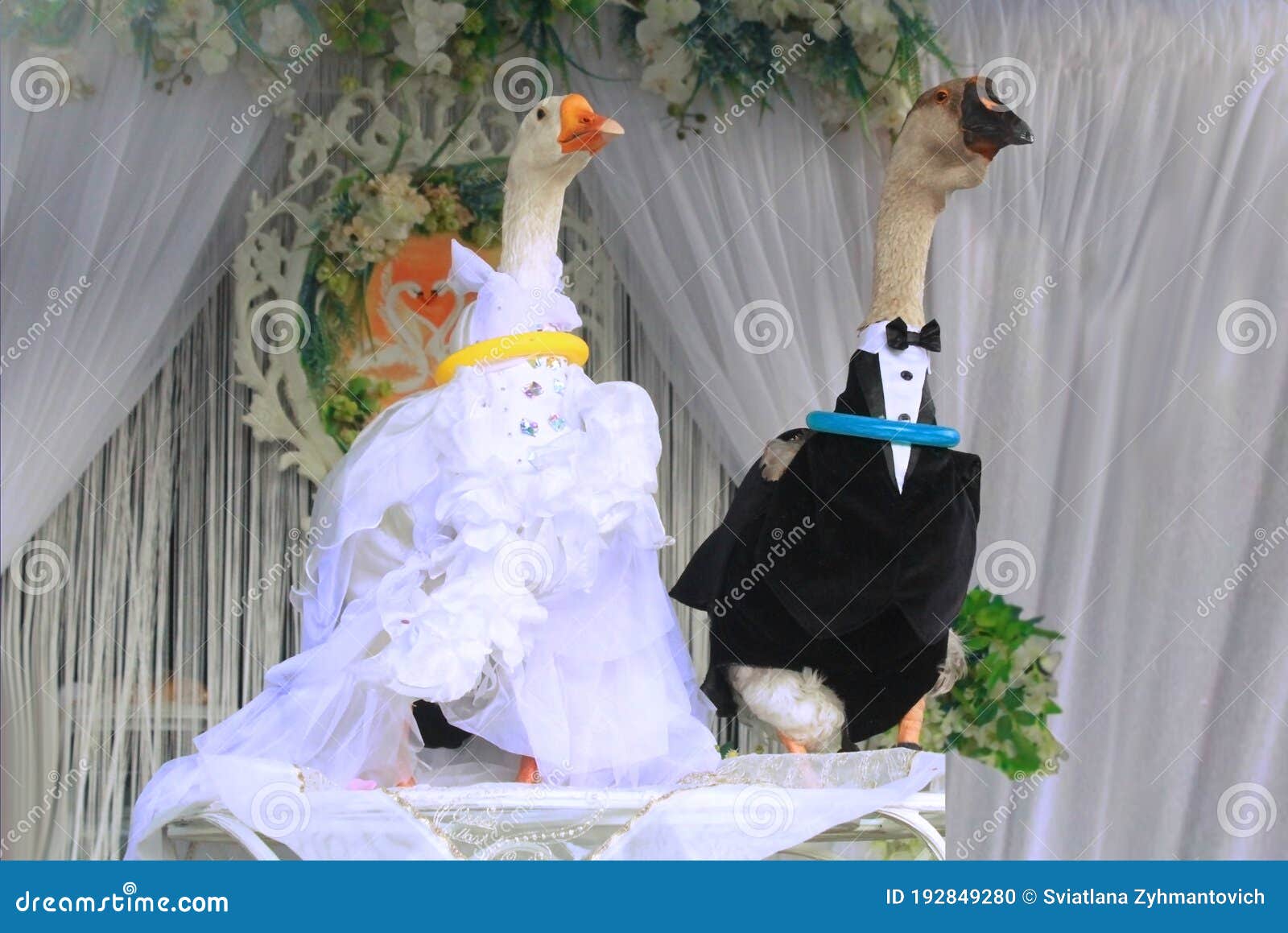 Goose and Goose in a Wedding Attire. Stock Photo - Image of retro, neck ...