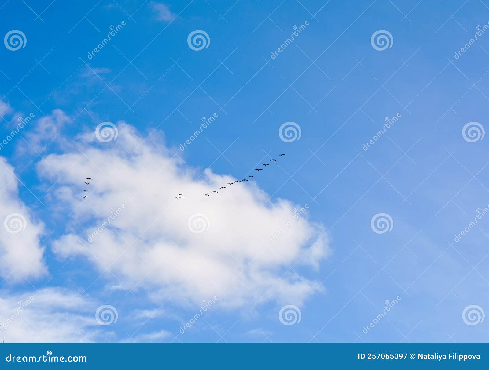 Goose wedge in the sky stock image. Image of wildlife - 257065097