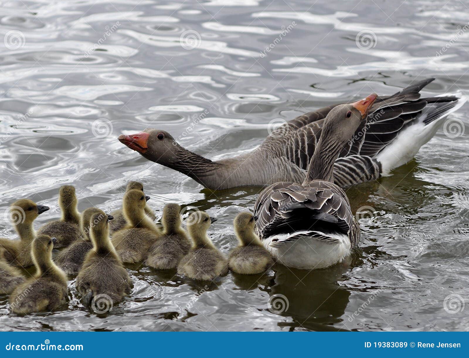 Goose whit goslings stock image. Image of fluffy, babies - 19383089