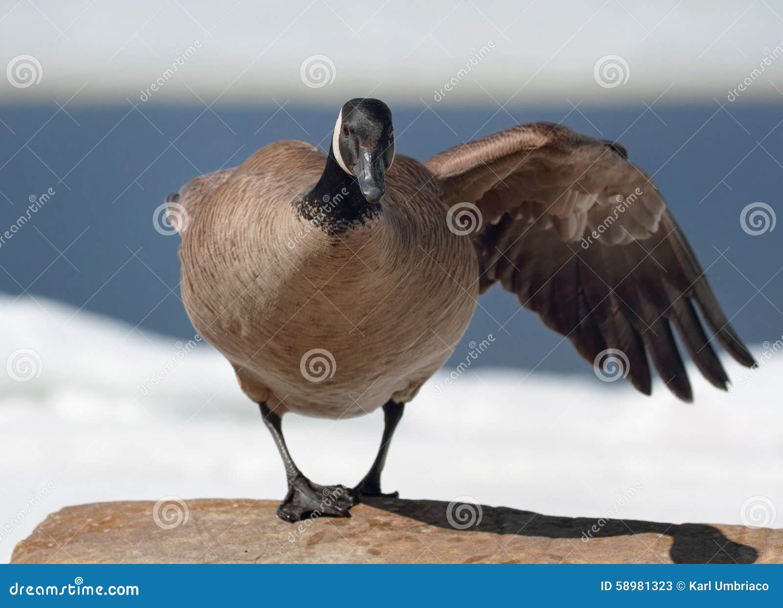 Goose stock image. Image of beauty, winter, fall, nature - 58981323