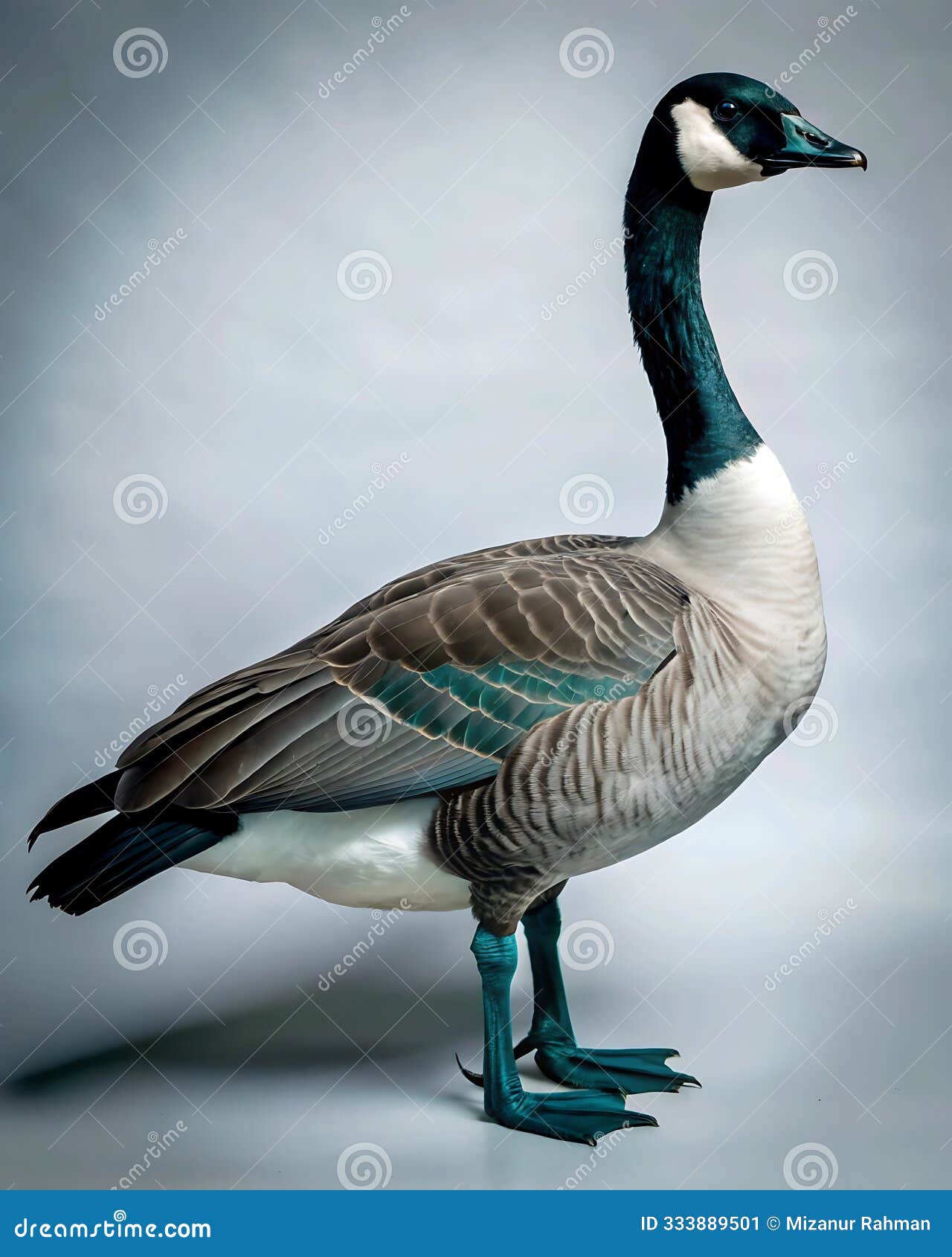 Goose white background stock illustration. Illustration of wildlife ...