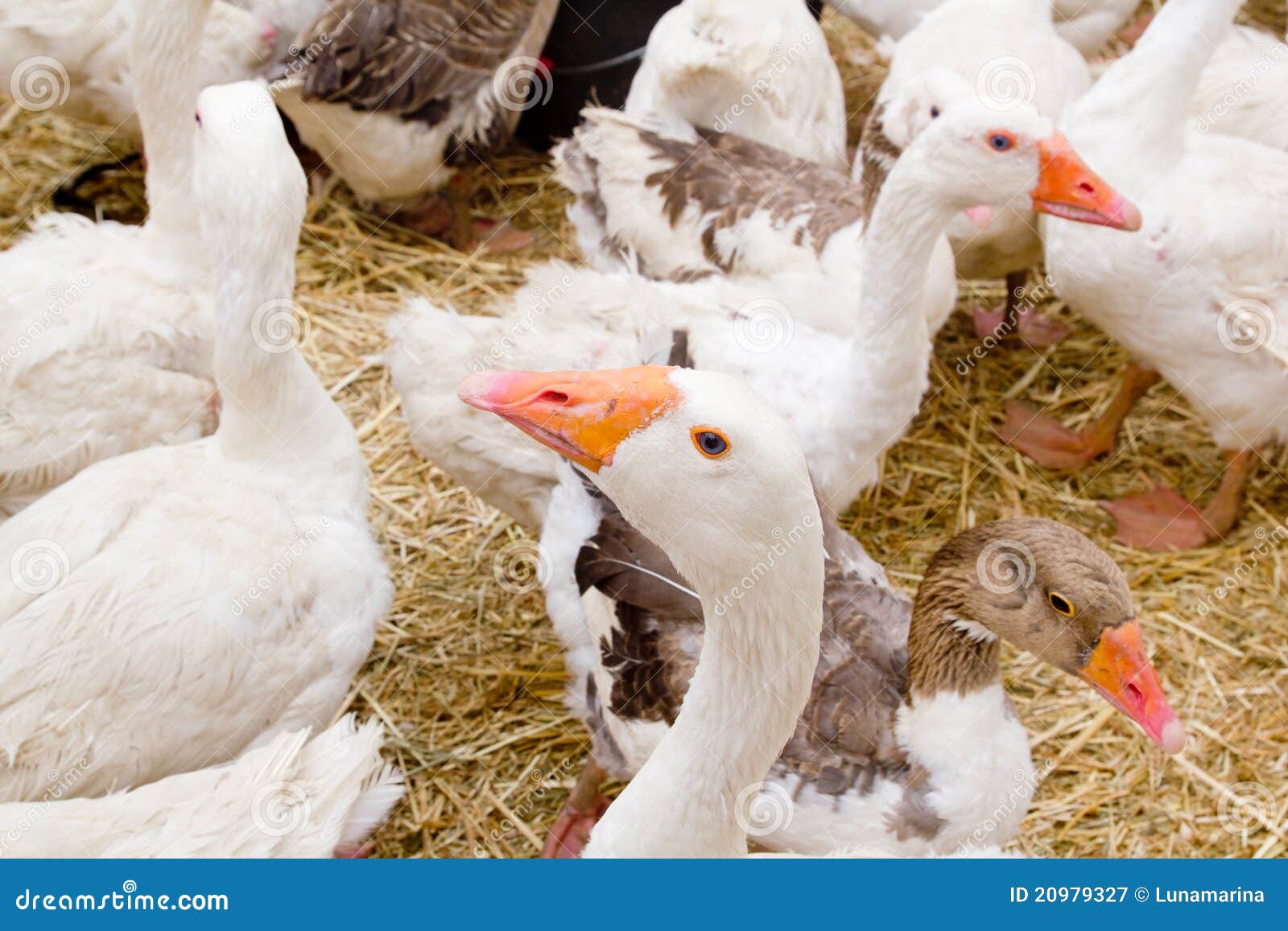Head And Neck Of Giraffe Stock Photography | CartoonDealer.com #157349006