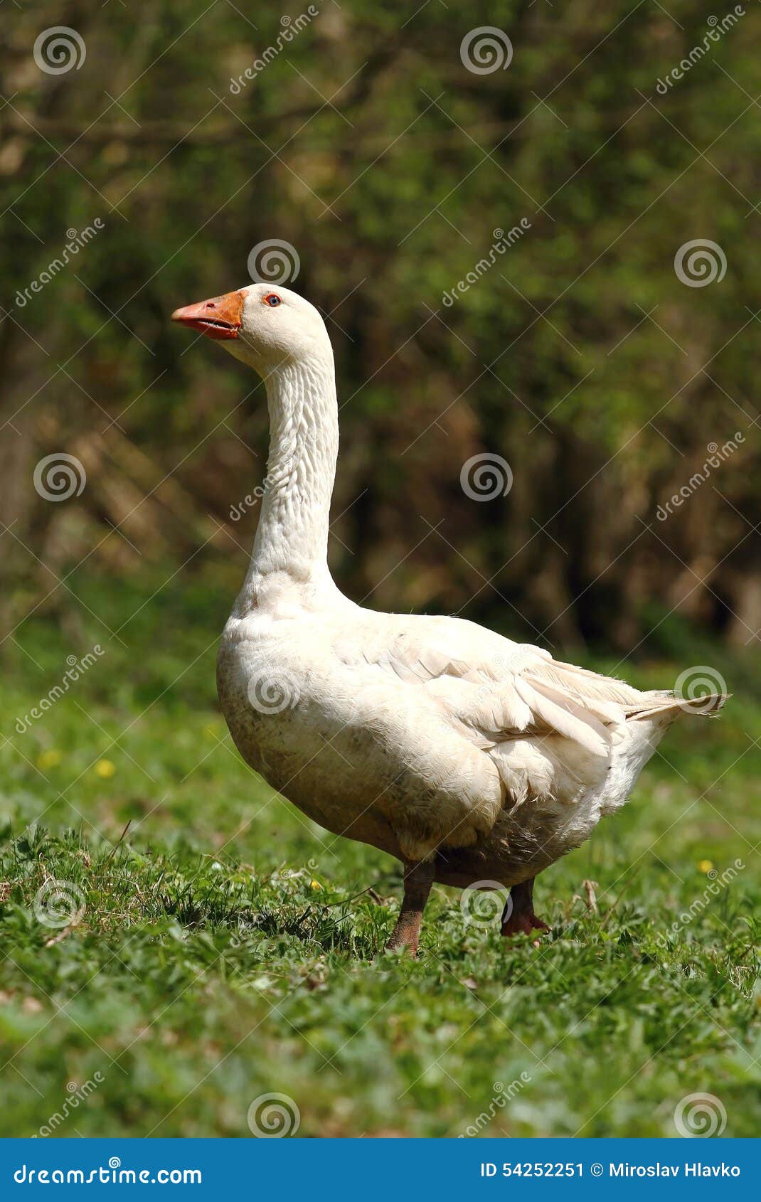 Goose stock image. Image of bird, poultry, bill, feather - 54252251