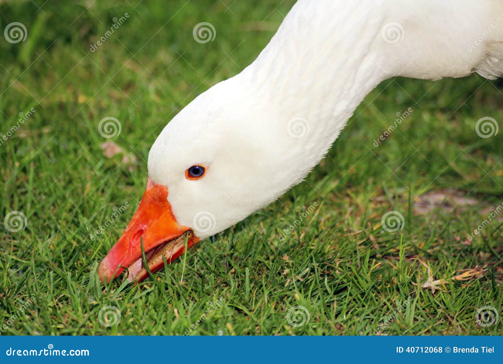 Goose stock photo. Image of white, grass, blue, gans - 40712068