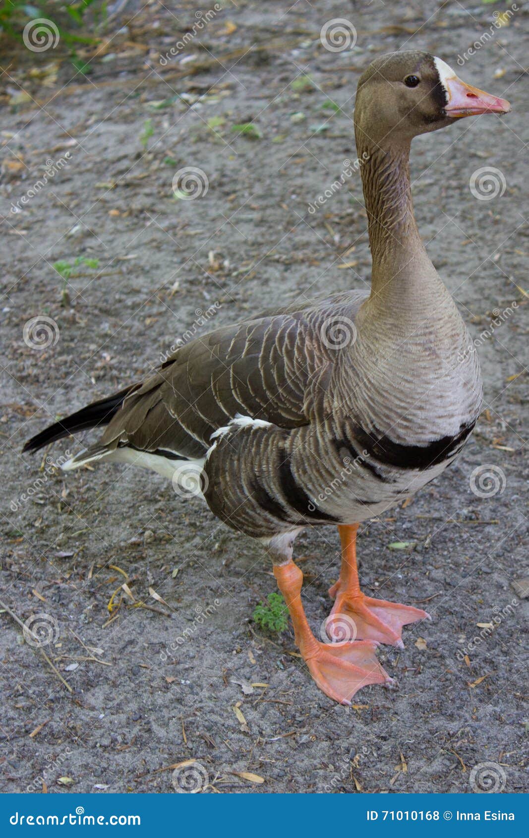 Goose stock photo. Image of grey, geese, birds, neck - 71010168