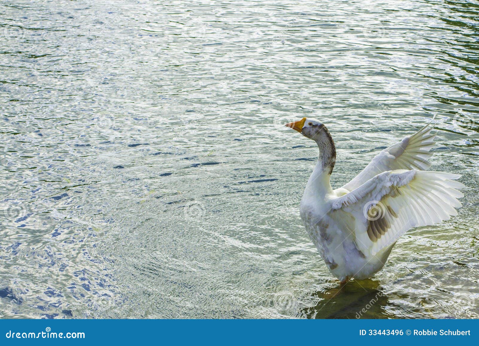 Goose Wings Flapping stock photo. Image of life, pond - 33443496