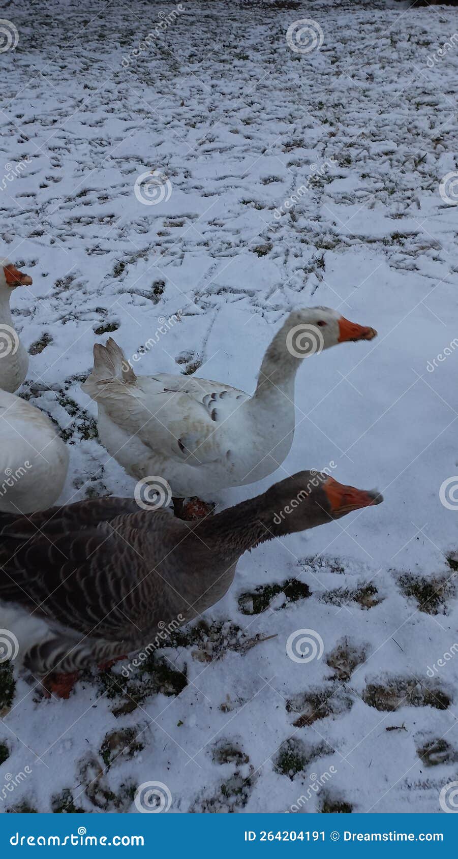 Goose during winter stock image. Image of beak, duck - 264204191