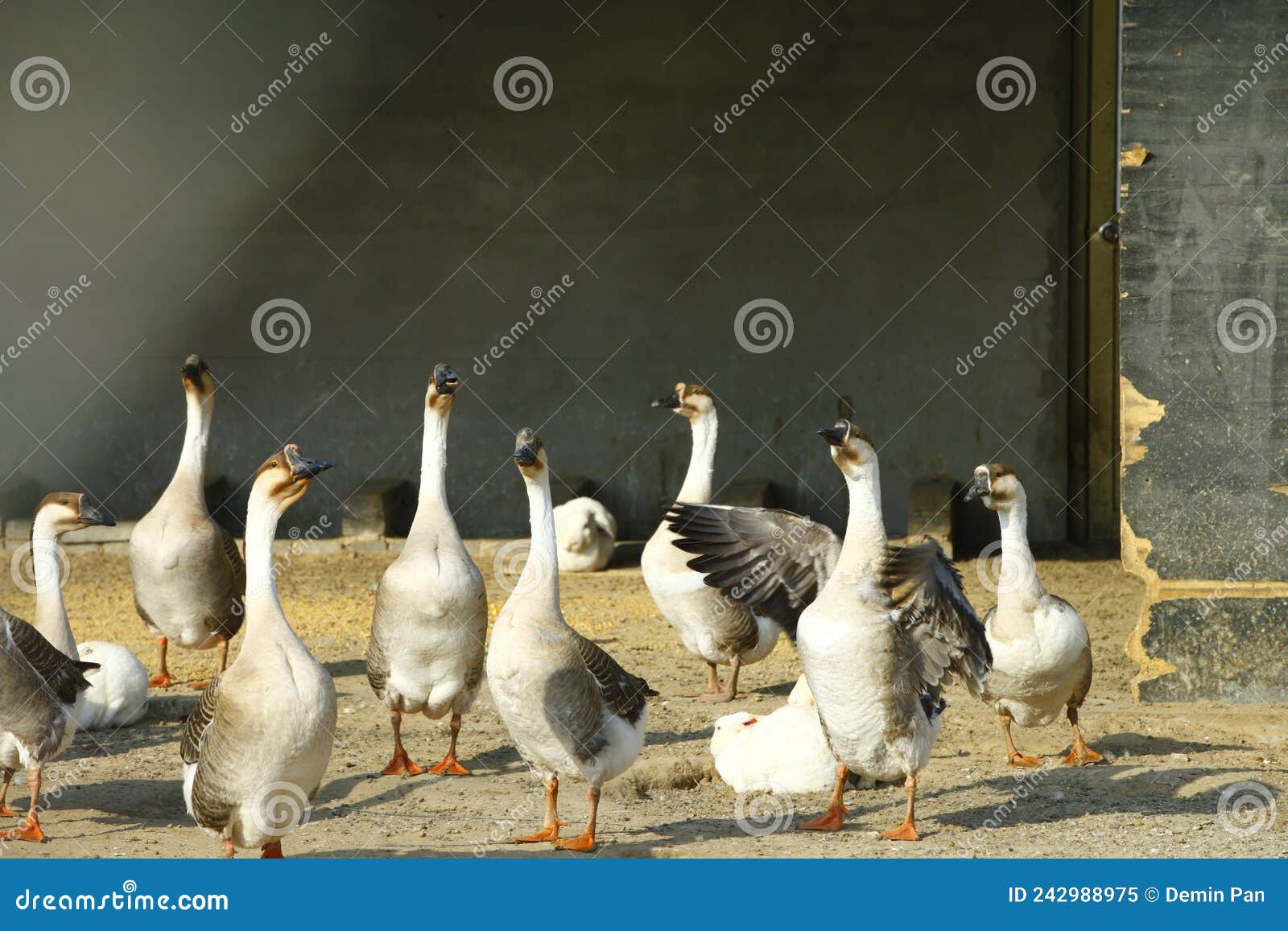 The goose in the yard stock image. Image of livestock - 242988975